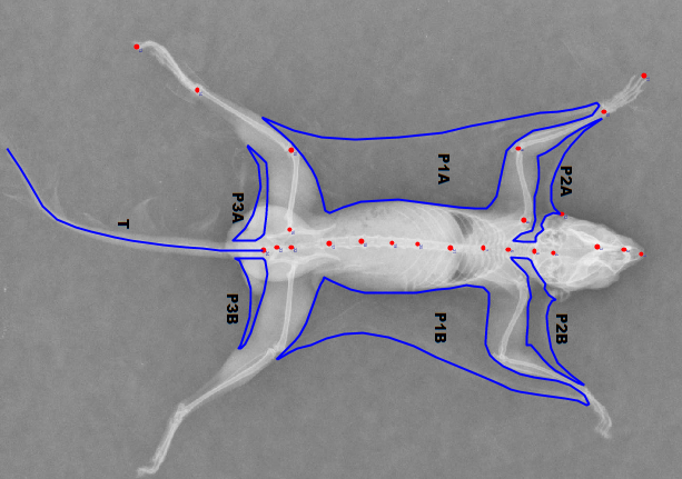 Research - Sciurid Lab